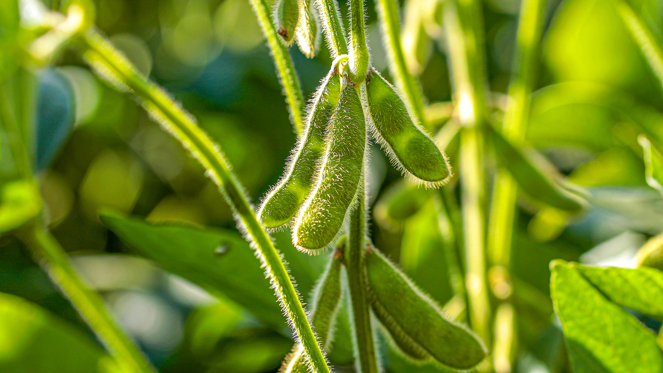 Soy – SASI
